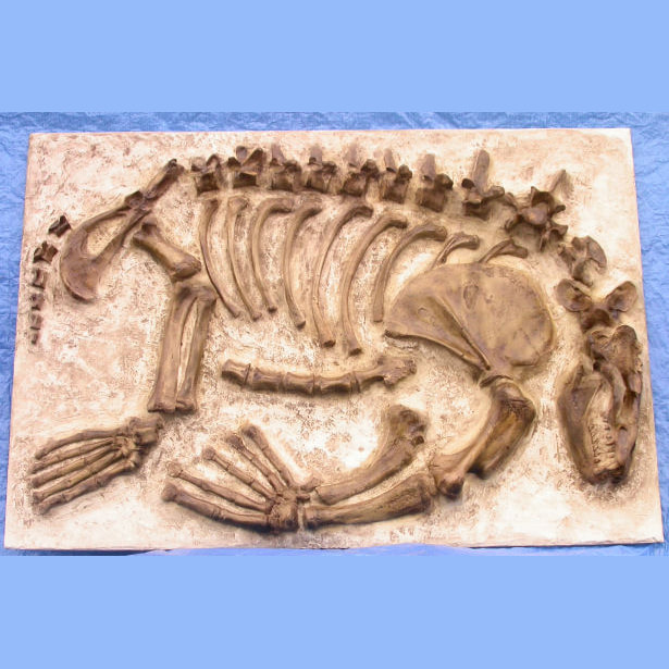 Allodesmus Kelloggi Skeleton Panel - Osteological Replica