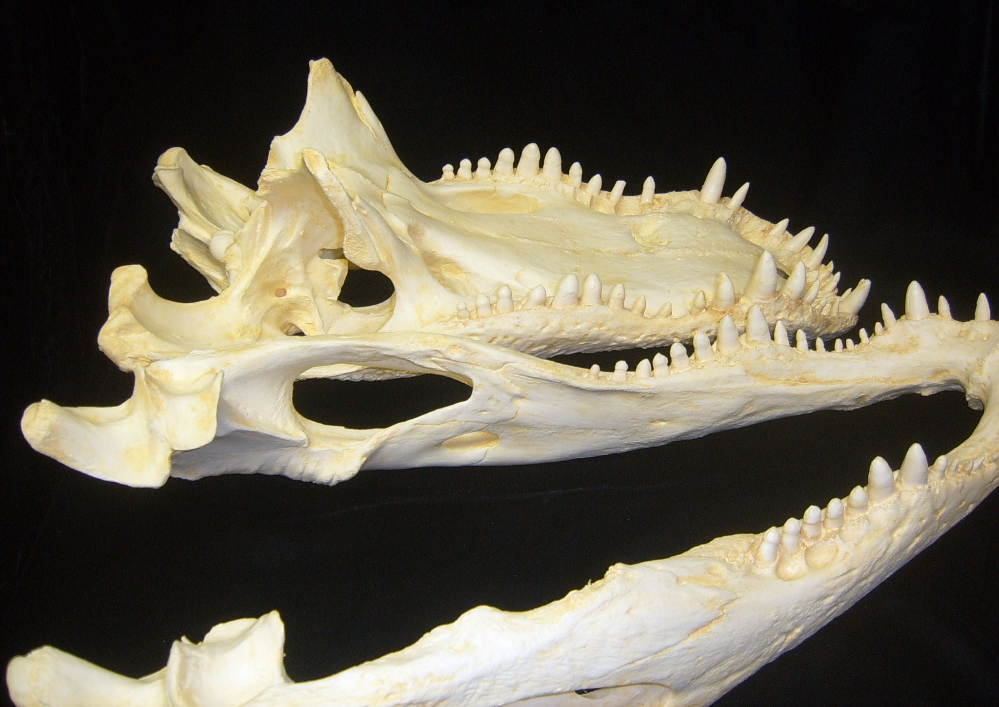 American Alligator Skull Replica For Sale