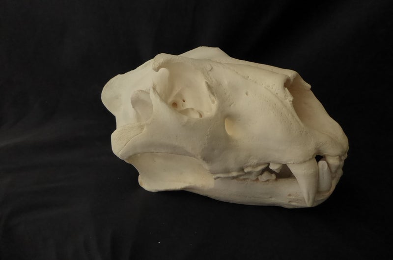 African Lion Skull Replica For Sale