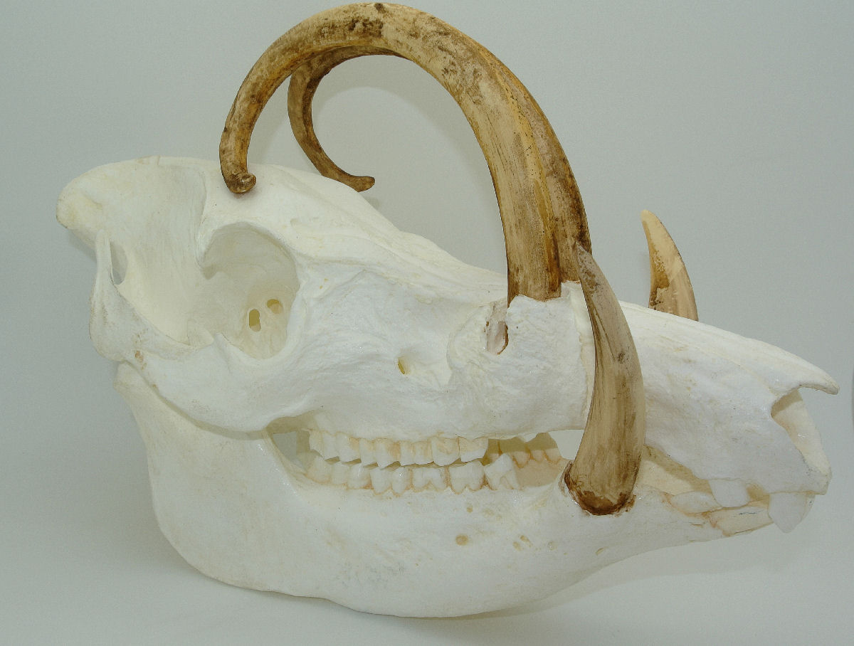 Babirusa Skull Replica - SkeletonsAndSkullsSuperstore