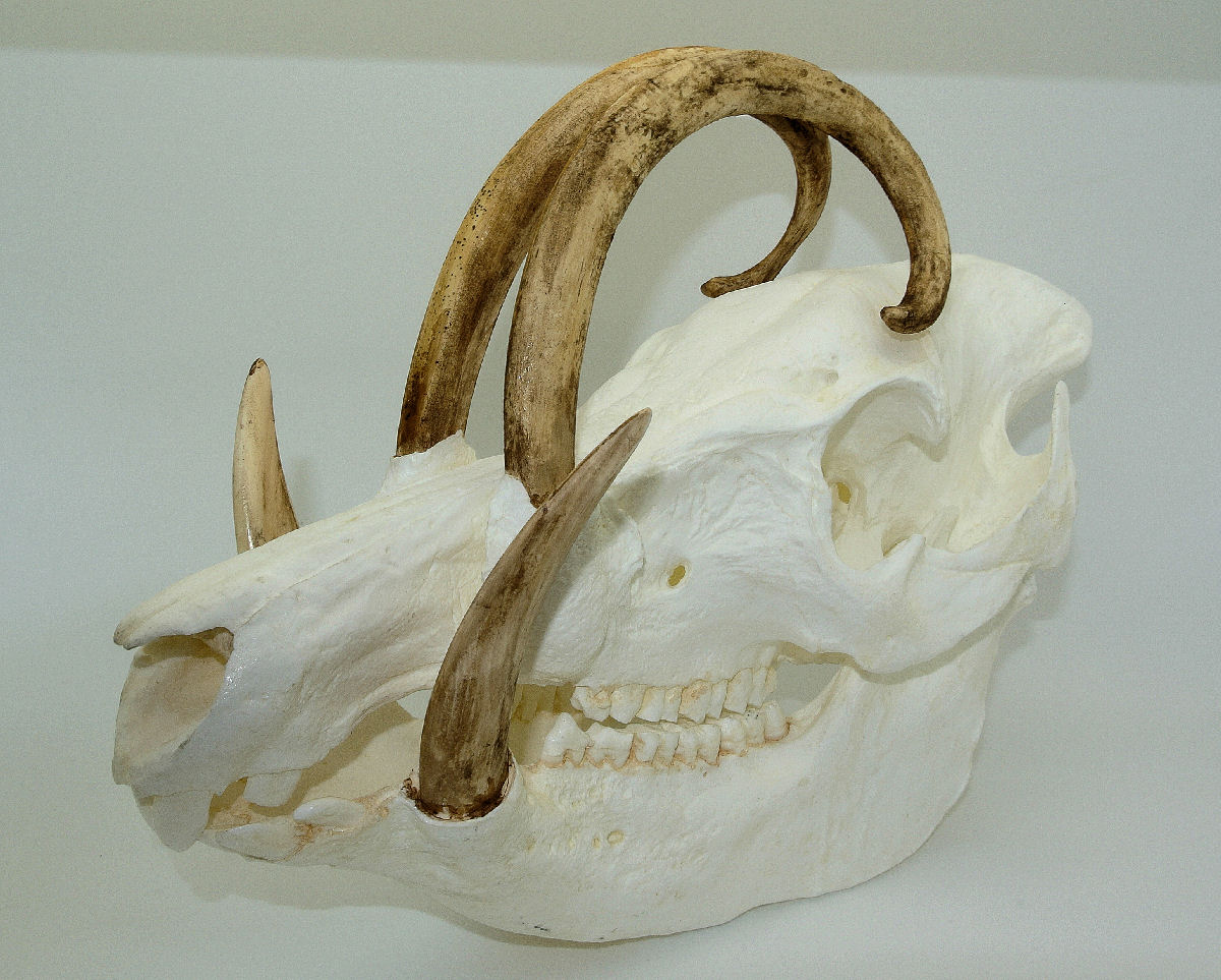 Babirusa Skull Replica - SkeletonsAndSkullsSuperstore