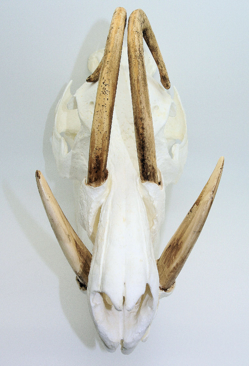 Babirusa Skull Replica - SkeletonsAndSkullsSuperstore