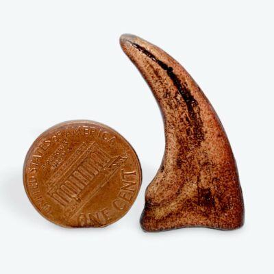 Bahariasaurus Claw Replica Model - SkeletonsAndSkulls