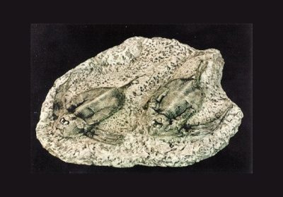 Bothriolepis Canadensis Pair Replica For Sale
