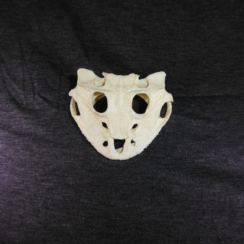 Brazilian Horned Frog Skull Replica - SkeletonsAndSkullsSuperstore