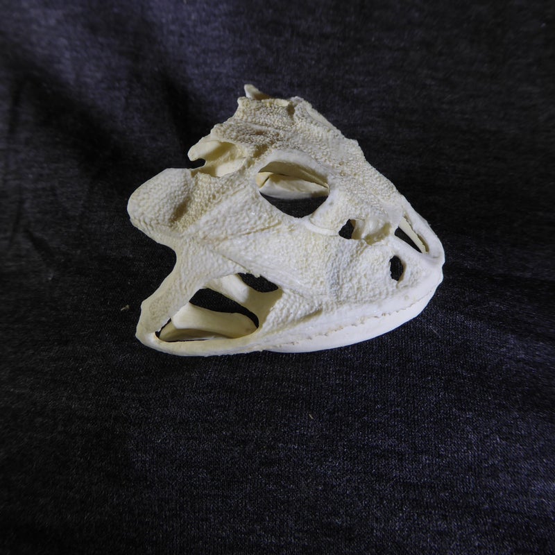 Brazilian Horned Frog Skull Replica - SkeletonsAndSkullsSuperstore