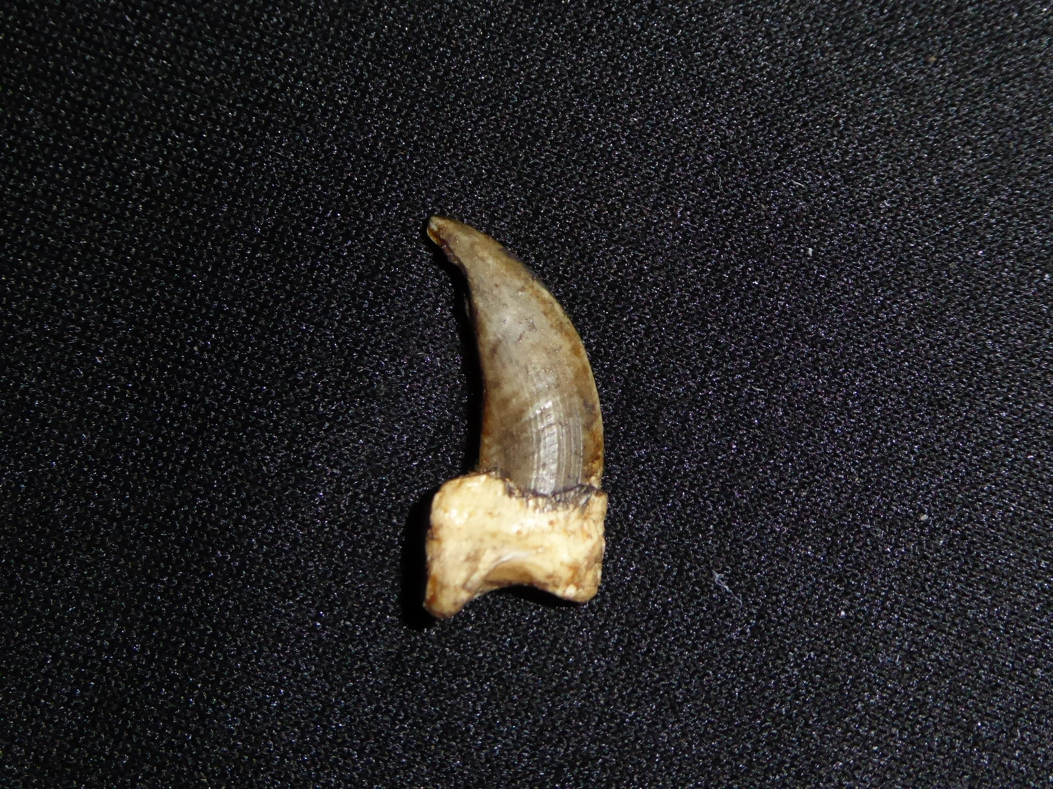 Coyote Front Claw Replica - SkeletonsAndSkullsSuperstore