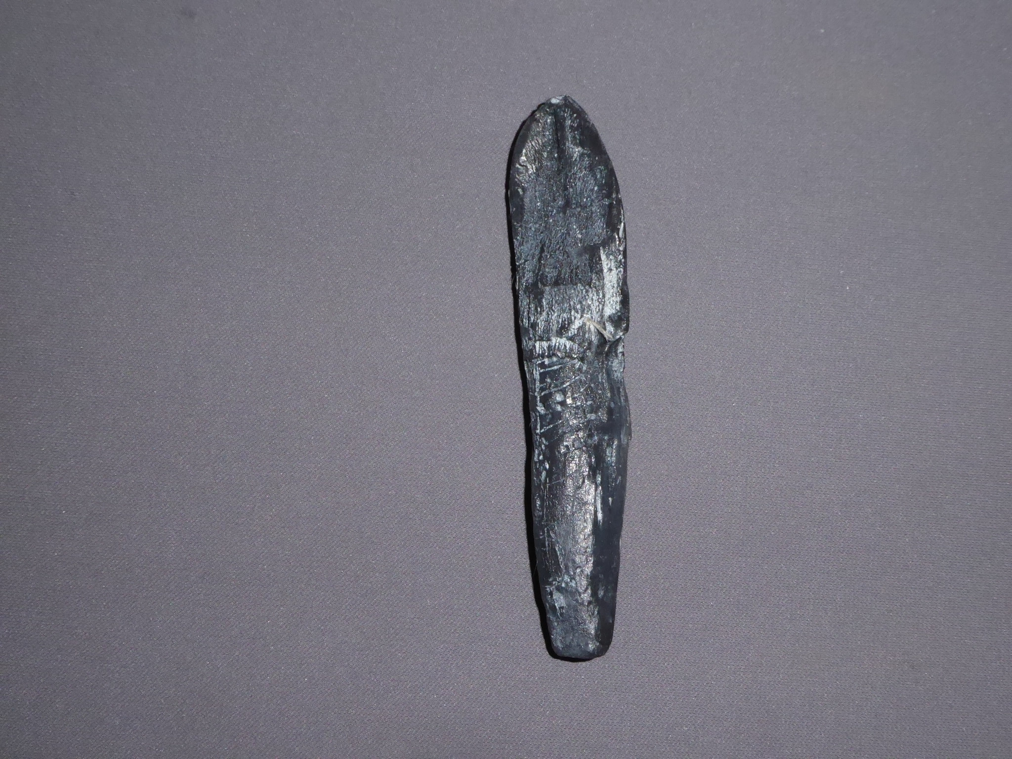 Camarasaurus Dinosaur Tooth Replica - SkeletonsAndSkulls