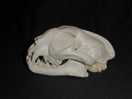 Caracal Adult Male Skull - SkeletonsAndSkullsSuperstore