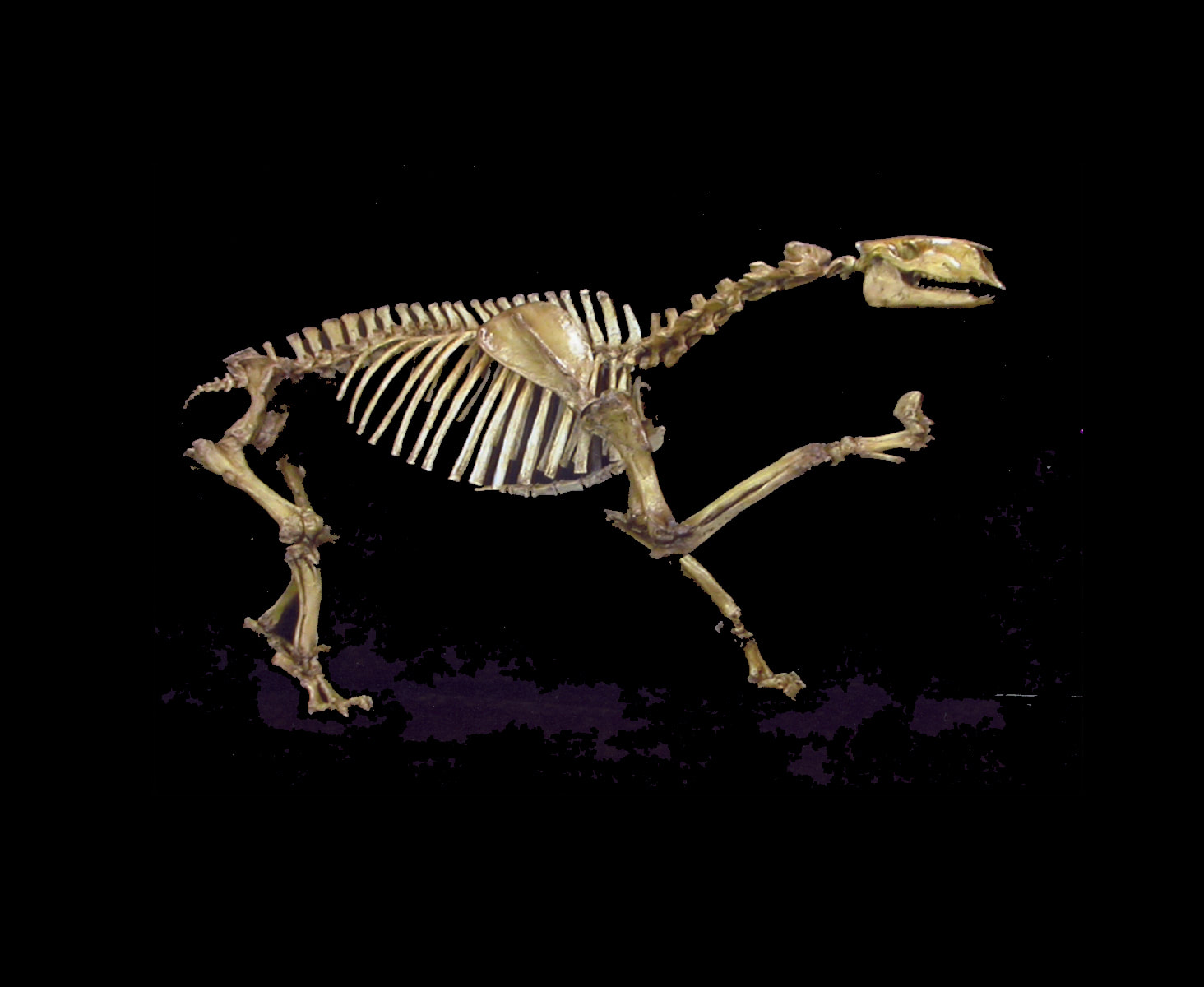 Chalicothere Moropus Elatus Skeleton - SkeletonsAndSkulls