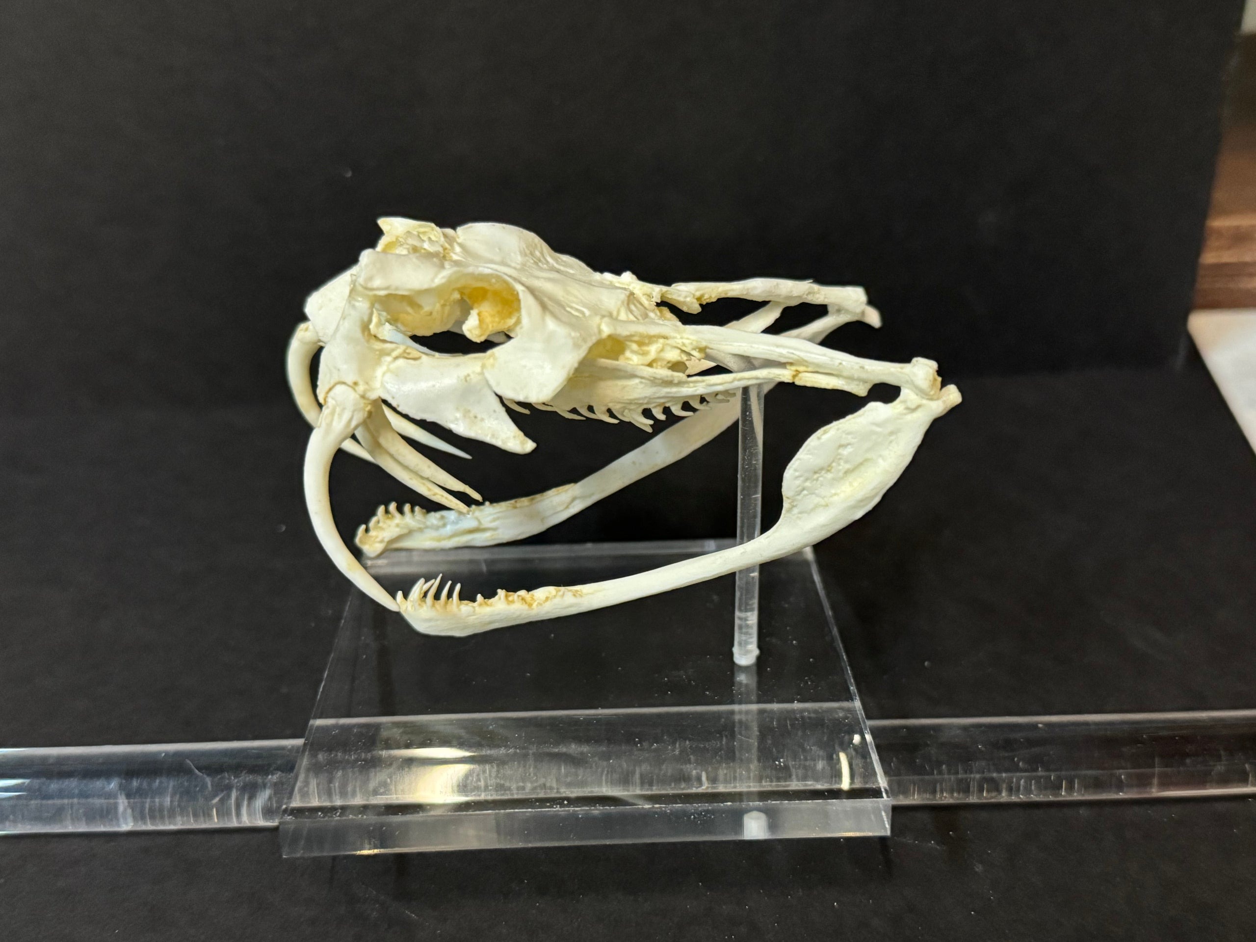 Gaboon Viper Skull Replica - SkeletonsAndSkullsSuperstore