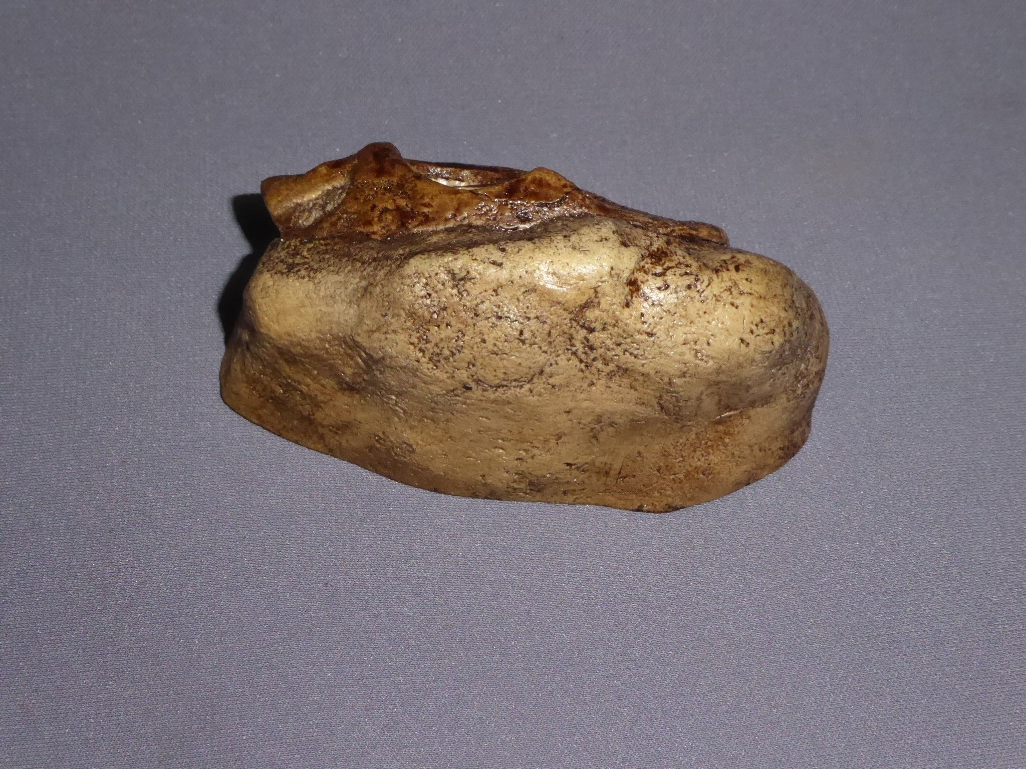 Gasparinisaurus Skull Plaque - SkeletonsAndSkullsSuperstore