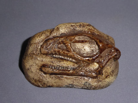 Gasparinisaurus Skull Plaque - SkeletonsAndSkullsSuperstore