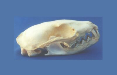 Genet Male Skull Replica - SkeletonsAndSkullsSuperstore