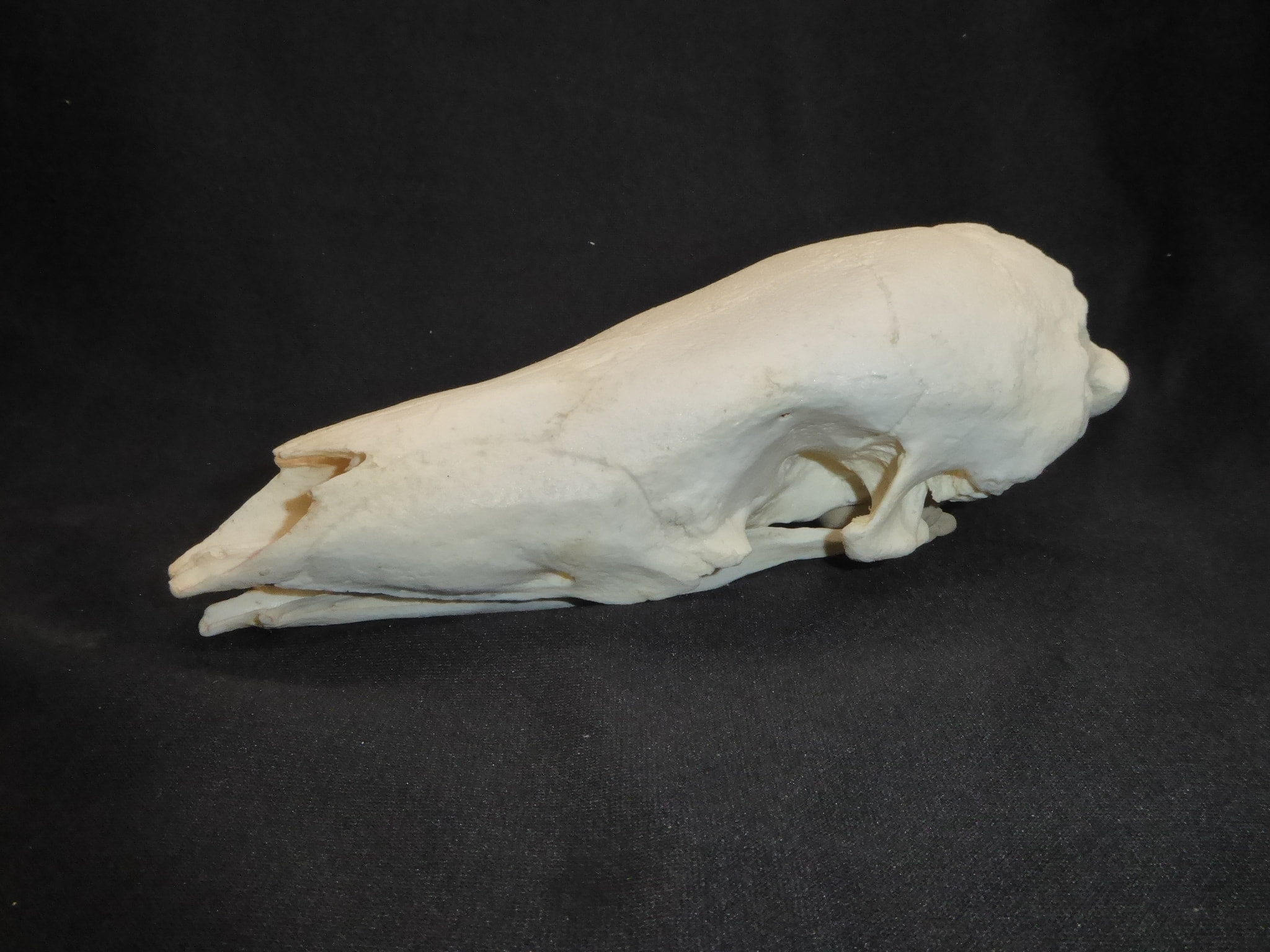 Giant Anteater Skeleton