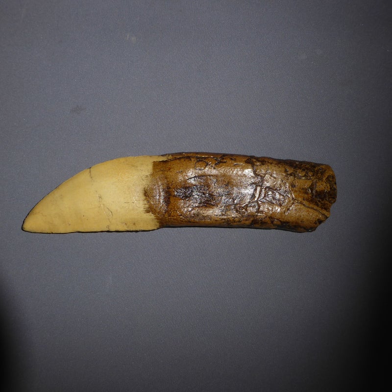 Giganotosaurus Dinosaur Tooth Replica - SkeletonsAndSkulls