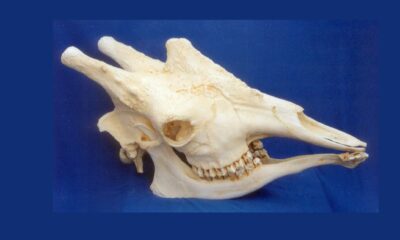 Giraffe Male Skull Replica - SkeletonsAndSkullsSuperstore