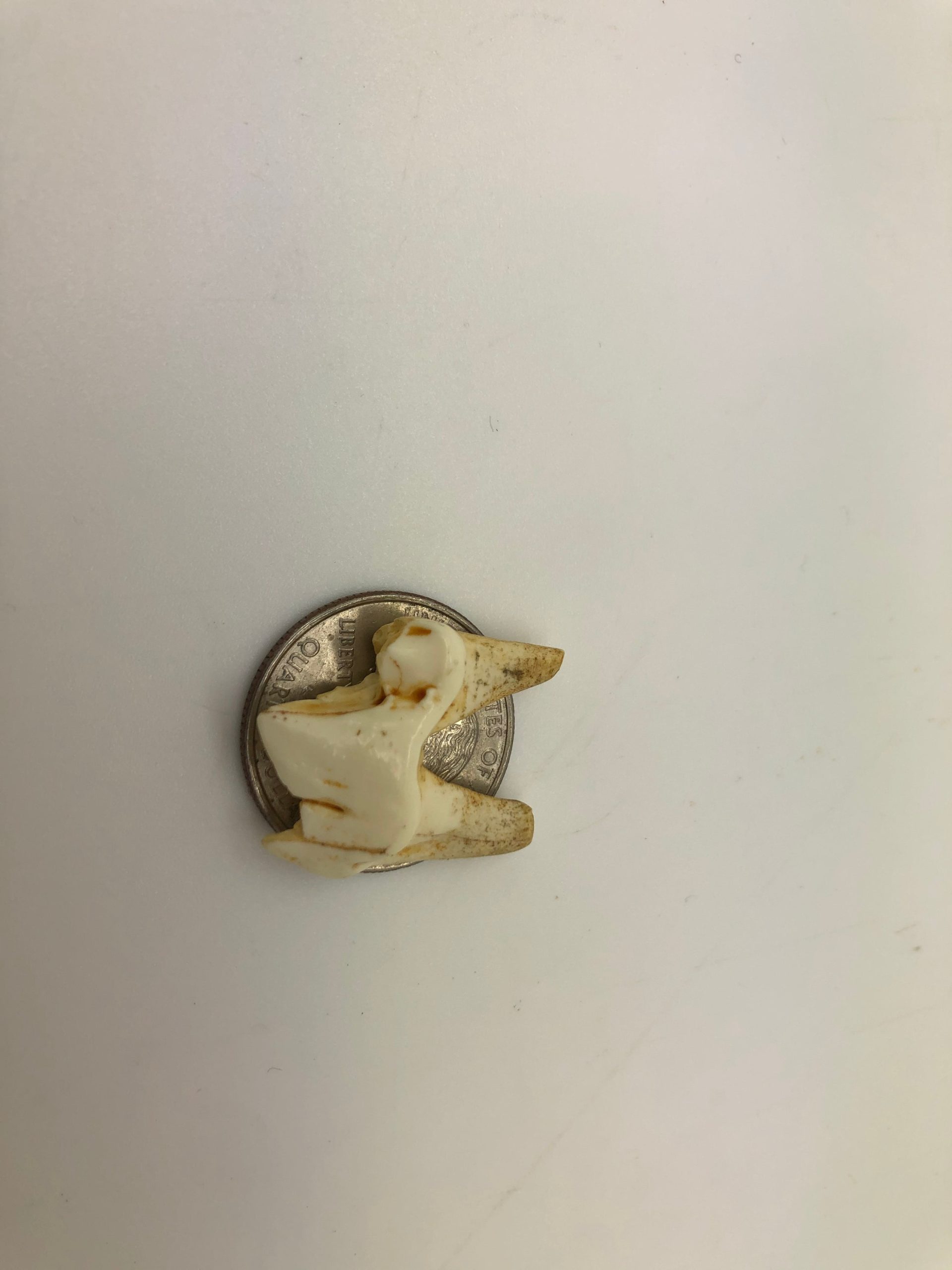 Gray Wolf Molar Tooth - SkeletonsAndSkullsSuperstore