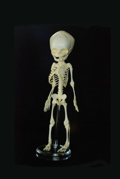 Human Fetus Skeleton Replica - SkeletonsAndSkullsSuperstore