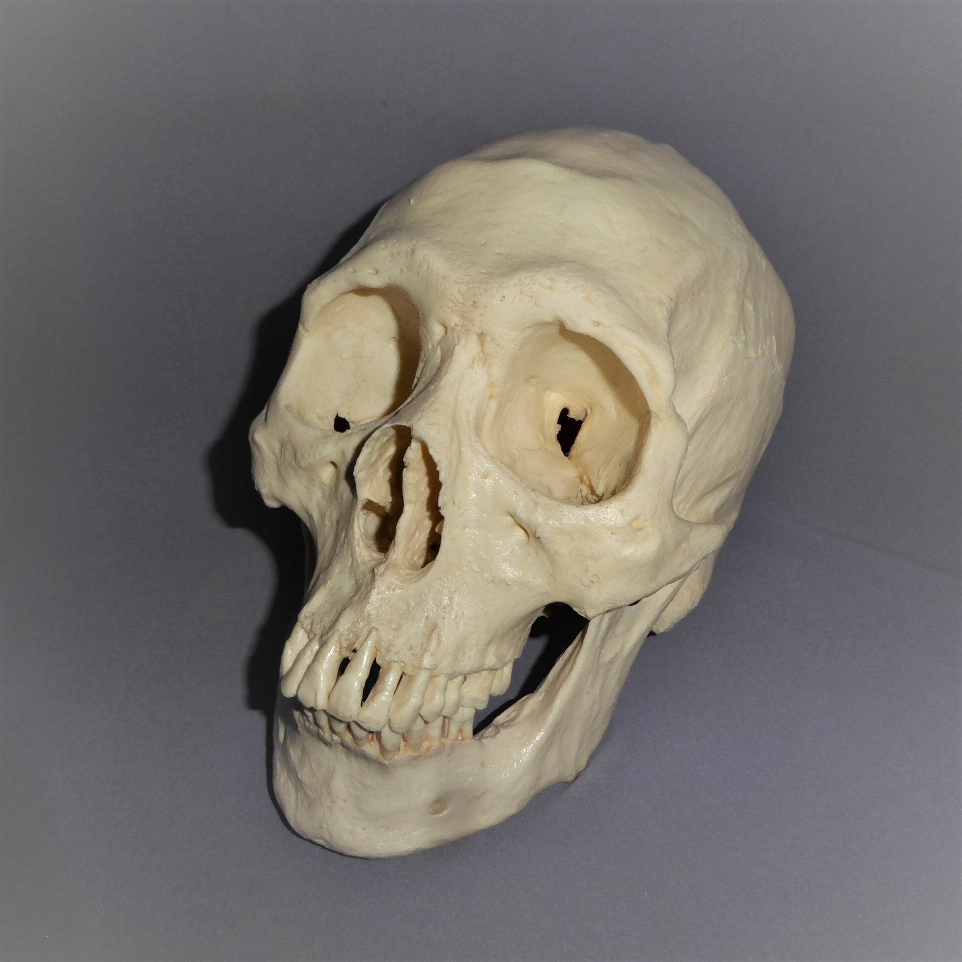 Human Male Skull Replica Model - SkeletonsAndSkullsSuperstore