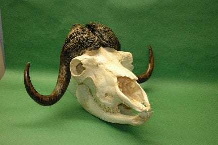 Muskox Adult Male Skull - SkeletonsAndSkullsSuperstore
