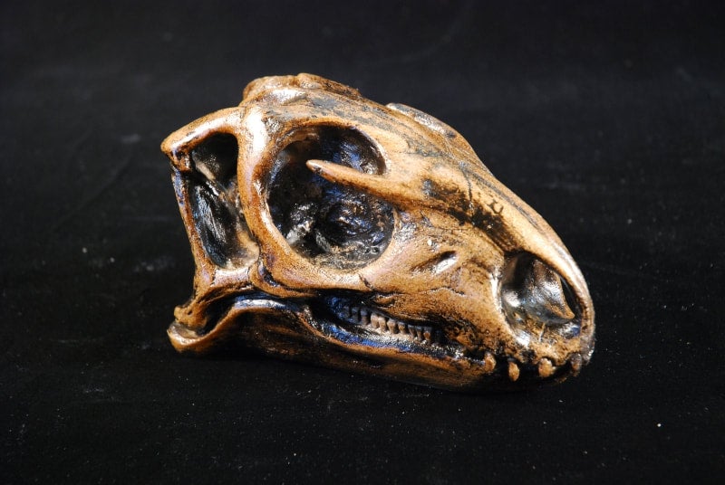 Nanosaurus Dinosaur Skull Replica - SkeletonsAndSkulls