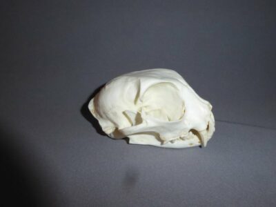 Pallas Cat Skull Replica - SkeletonsAndSkullsSuperstore