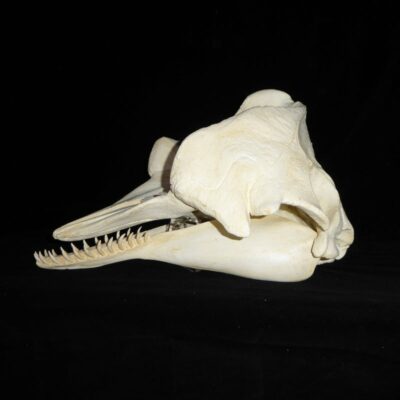 Pygmy Sperm Whale Skull - SkeletonsAndSkullsSuperstore