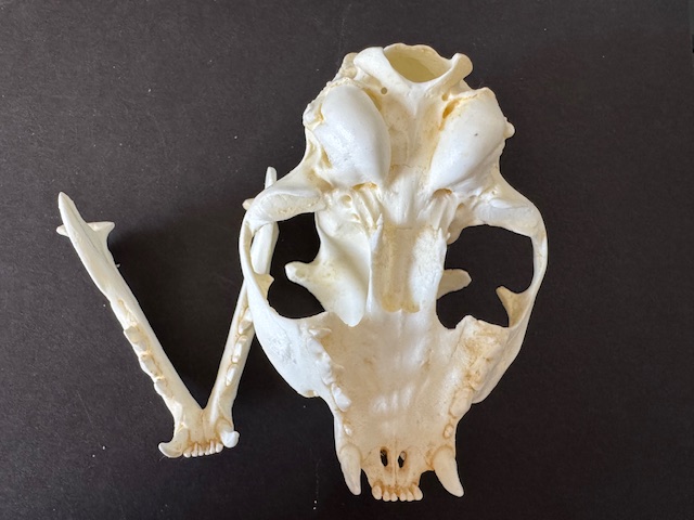 Domestic Cat Skull Replica For Sale