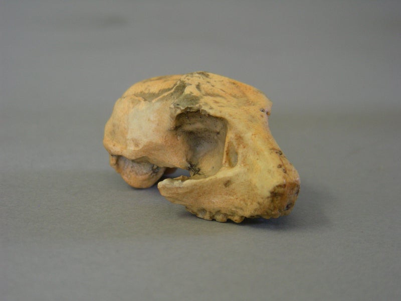 Rooneyia omomyid Skull Replica - SkeletonsAndSkullsSuperstore