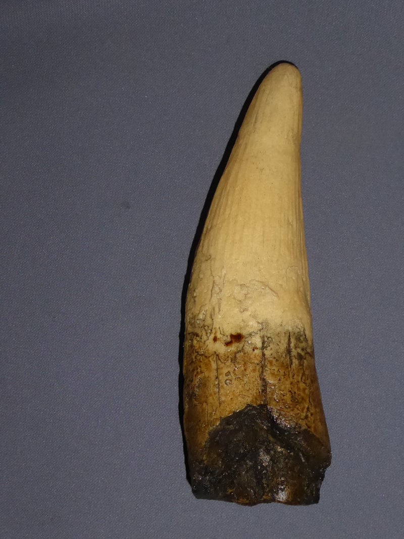 Spinosaurus Tooth Replica F - Skeletons and Skulls Superstore