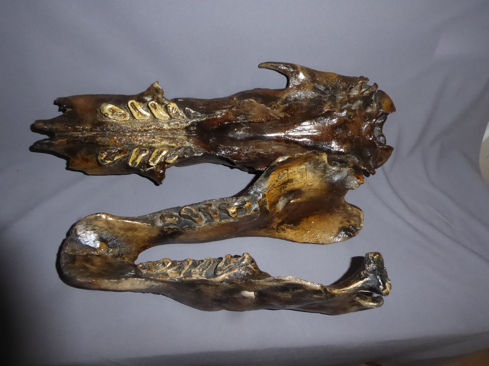 Scelidodon Sloth Skull Replica - Skeletons and Skulls Superstore