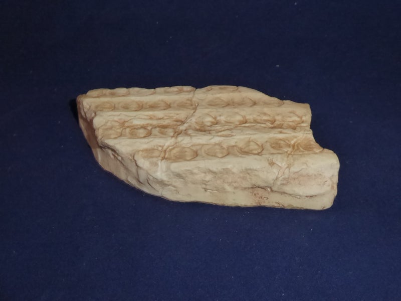 Sigillaria Lycopod Bark Replica - Skeletons and Skulls Superstore
