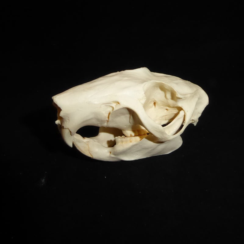 Slender-Tailed Cloud Rat Skull - SkeletonsAndSkullsSuperstore