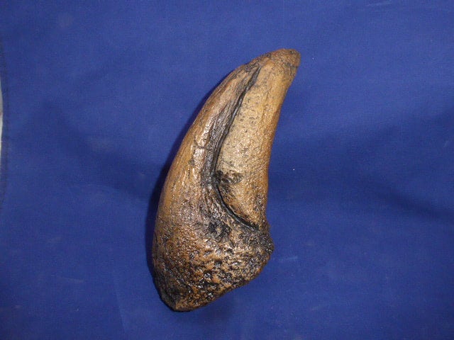 T-Rex Dinosaur Toe Claw Replica | Paleontology model