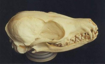 Fennec Fox Skulls Replicas Models | Skeletons and Skulls Superstore
