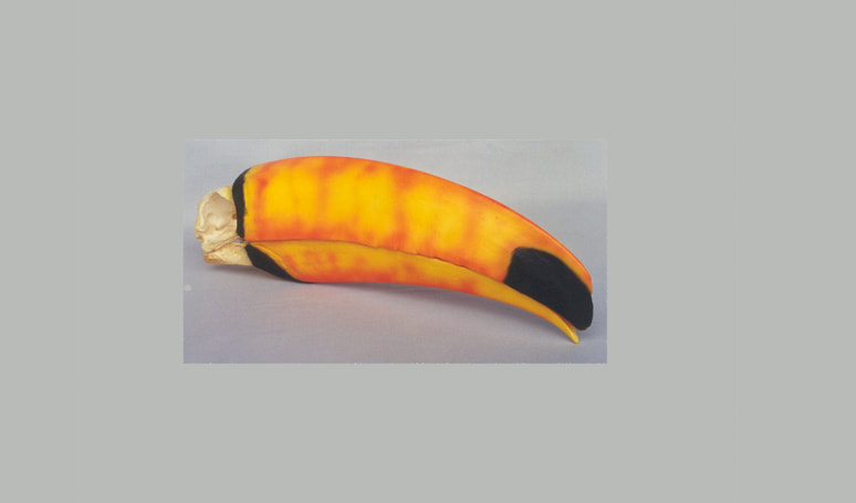 Toco Toucan Skull Replica For Sale