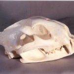 Mountain Lion Skull Replica | Skeletons and Skulls Superstore