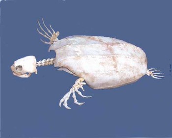 Leatherback Turtle Skeleton Replica | Skeletons and Skulls Superstore