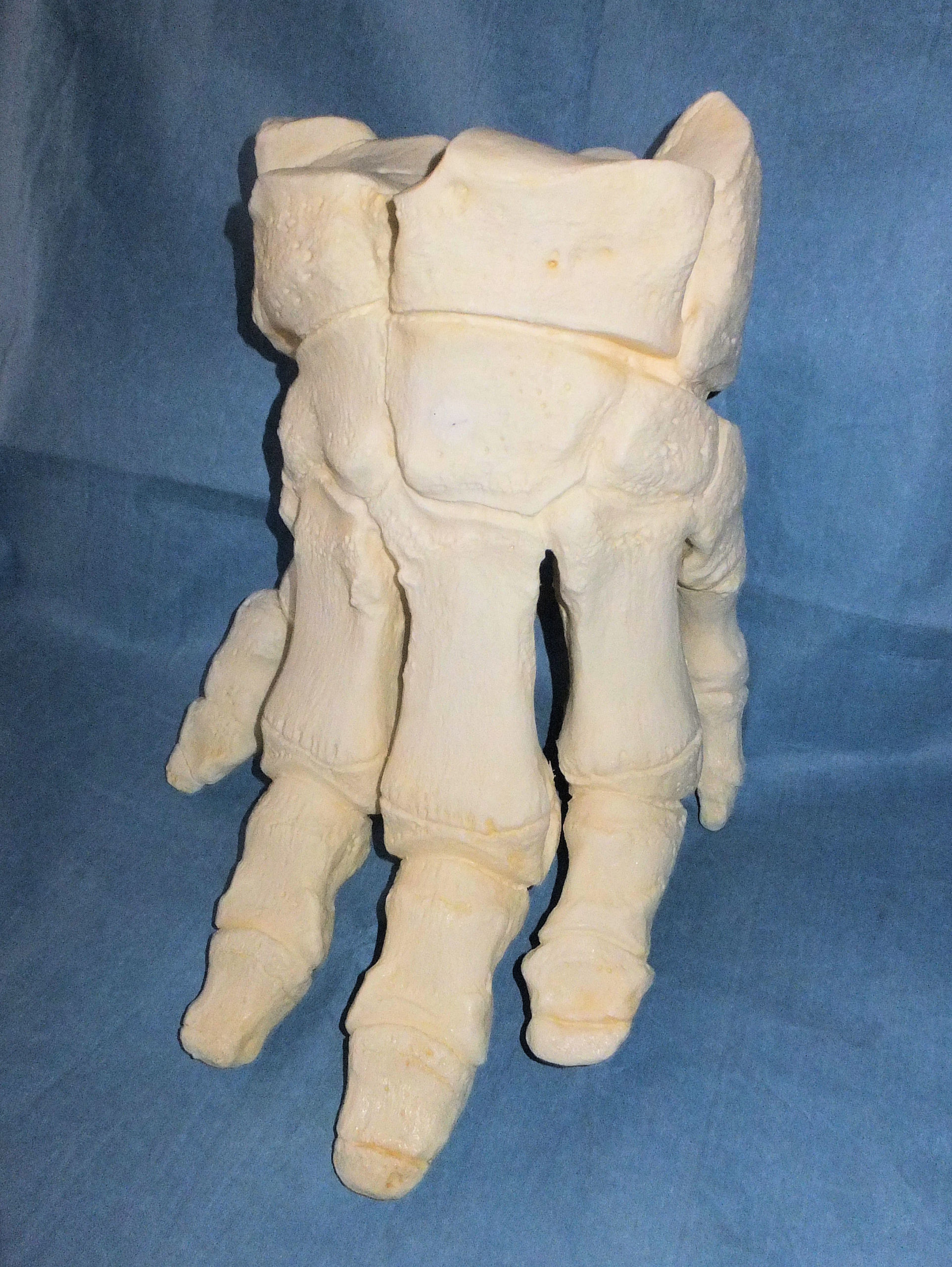 Elephant Skeleton Foot