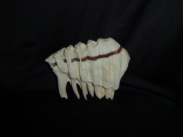 African Elephant Tooth Replica | Zooarchaeology study specimen