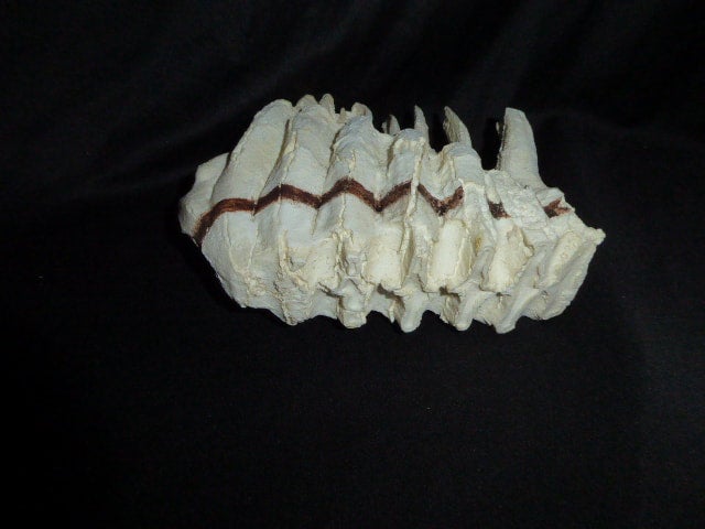 African Elephant Tooth Replica | Zooarchaeology study specimen