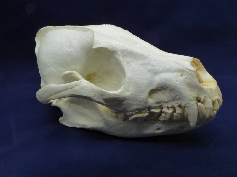 African Hunting Dog Skull - SkeletonsAndSkullsSuperstore