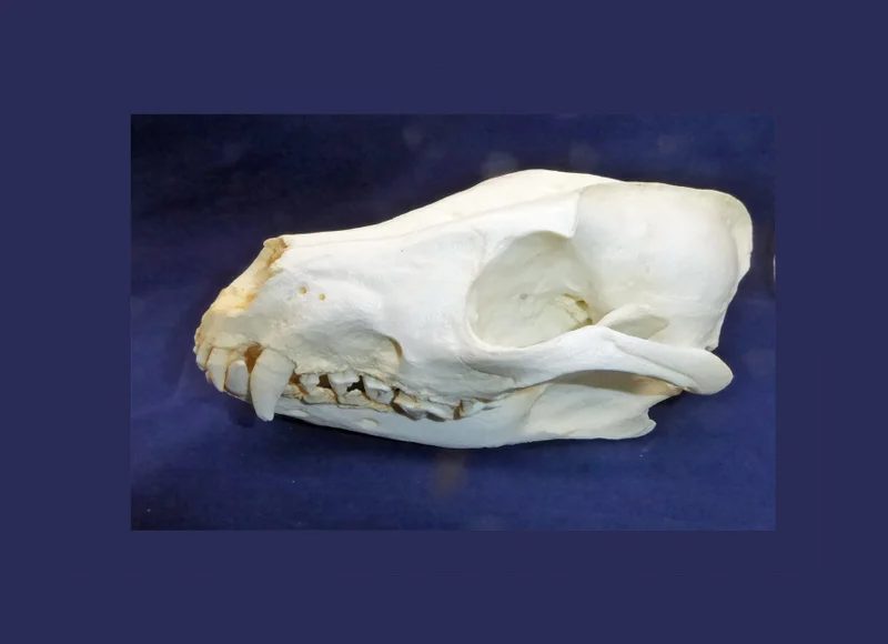 African Hunting Dog Skull - SkeletonsAndSkullsSuperstore