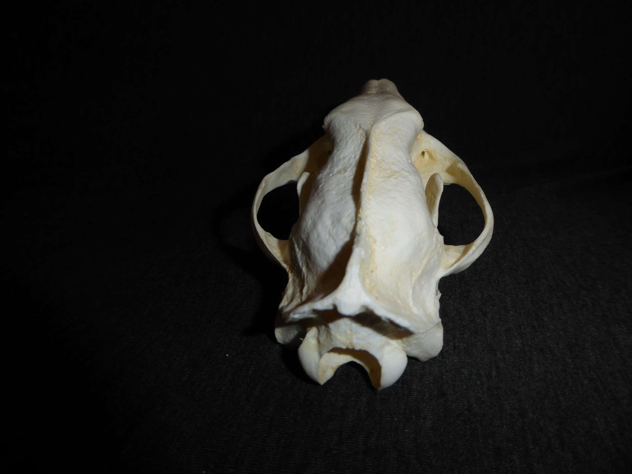 African Palm Civet Male Skull - Skeletons and Skulls Superstore