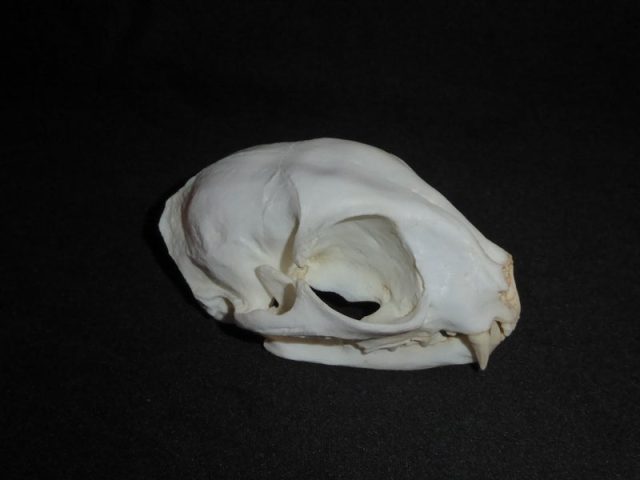 Domestic Cat Skull Replica - Skeletons and Skulls Superstore