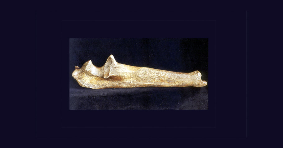 American Lion Radius Bone Replica For Sale