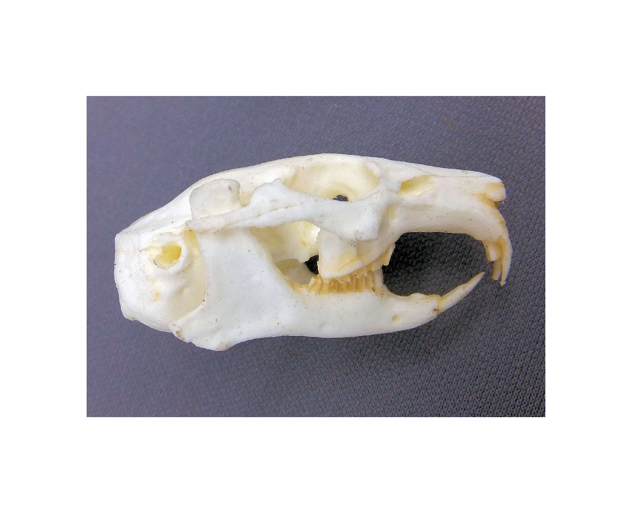American Pika Skull Replica - SkeletonsAndSkullsSuperstore