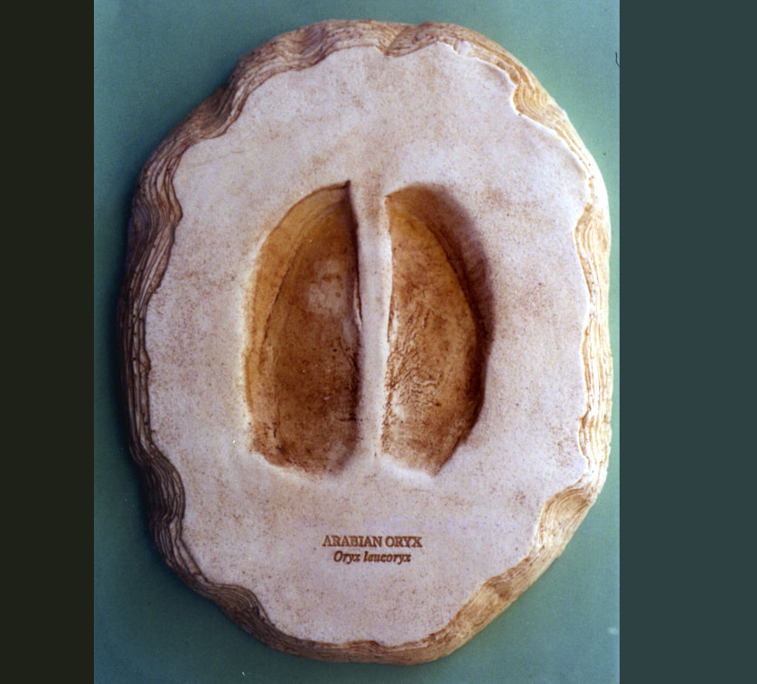 Arabian Oryx Footprint Cast - SkeletonsAndSkullsSuperstore
