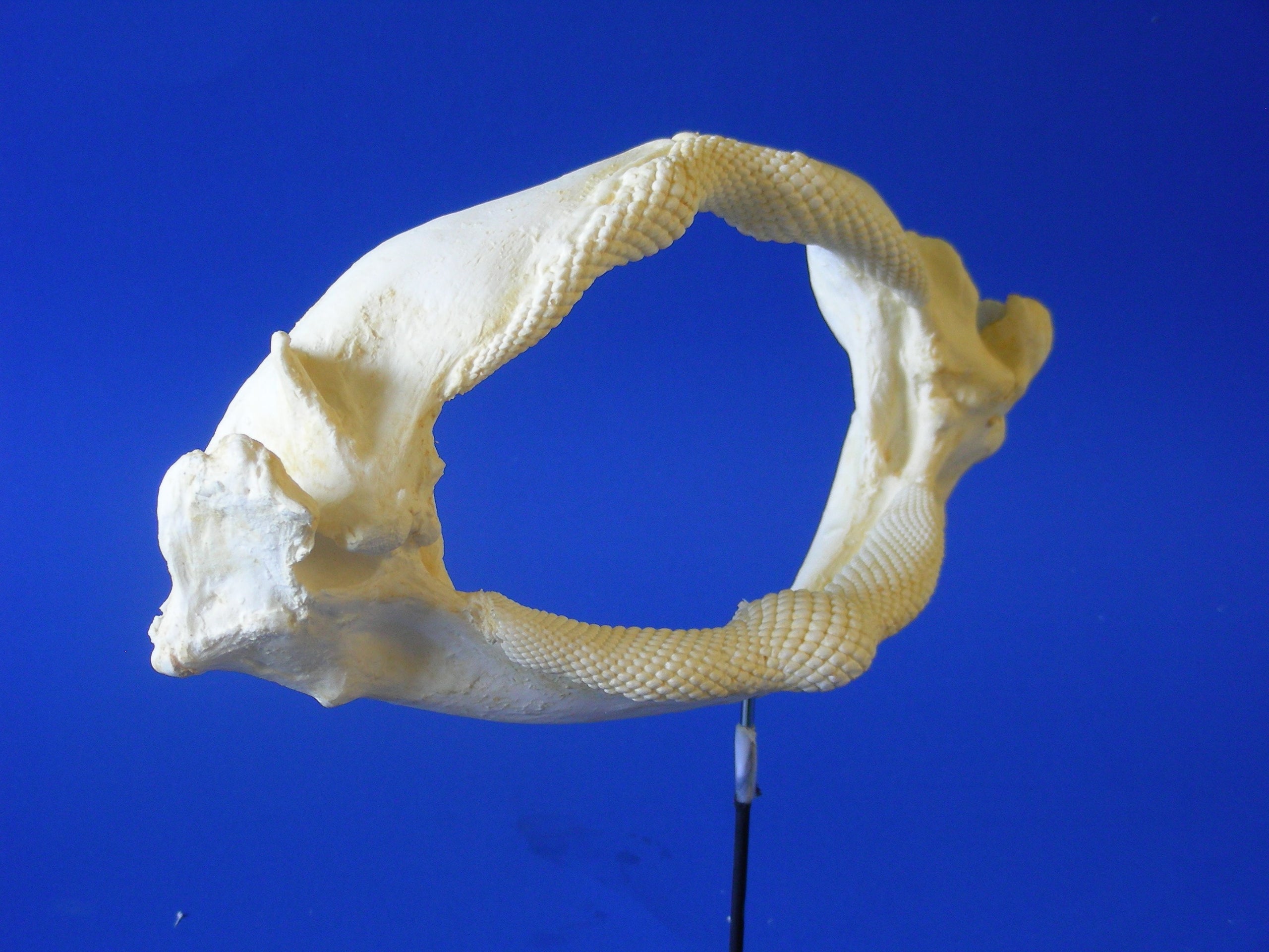 Shovelnose Guitarfish Skeleton